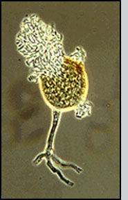 Ampelomyces Quisqualis Aktif Maddeler Önal Tarım